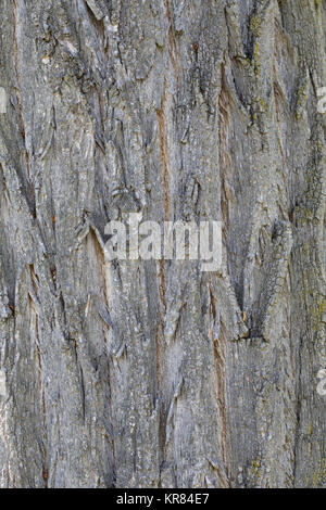 Gewöhnliche Robinie, Scheinakazie, Schein-Akazie, Falsche Akazie, Rinde ...