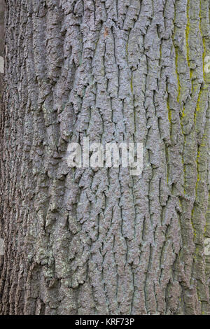 Gemeine Esche, Gewöhnliche Esche Esche, Rinde, Borke, Stamm, Baumstamm ...