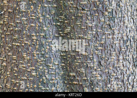 Traubenkirsche, Gewöhnliche Traubenkirsche, Rinde, Borke, Stamm ...