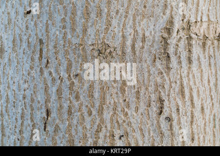 Rinde eines Walnussbaum, Juglans regia, Pazmand, Ungarn Stockfotografie ...