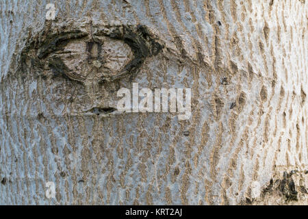 Juglans Regia, Walnuss, Stamm, Rinde Stockfotografie - Alamy
