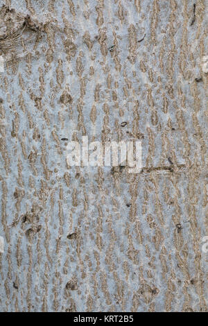 Juglans Regia, Walnuss, Stamm, Rinde Stockfoto, Bild: 127451332 - Alamy