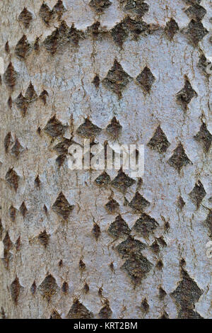 Aspen, Rinde, Schale, Zitterpappel, Zitter-Pappel, Pappel, Espe, Rinde ...