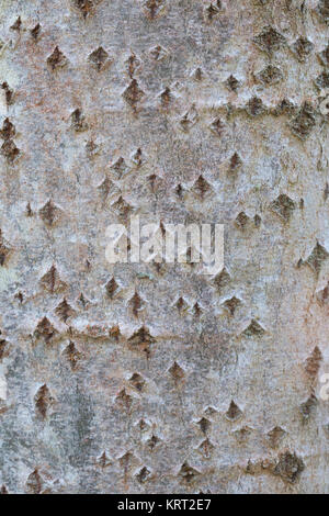 Zitterpappel, Zitter-Pappel, Pappel, Espe, Rinde, Stamm, Borke, Populus ...