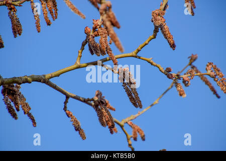 Blüte-Pappel (Populus Alba) auf unscharfen Hintergrund Stockfoto, Bild ...