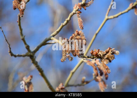 Blüte-Pappel (Populus Alba) auf unscharfen Hintergrund Stockfoto, Bild ...