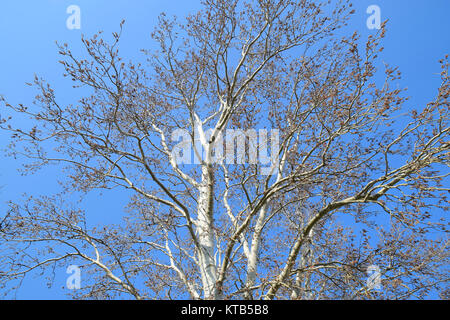 Silberpappel, Silber-leaved Pappel, Abele (Populus Alba), Fruchtbildung ...