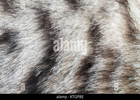 Detail der Tiger Fell, Nahaufnahme von wilden Tierfell Stockfoto, Bild ...