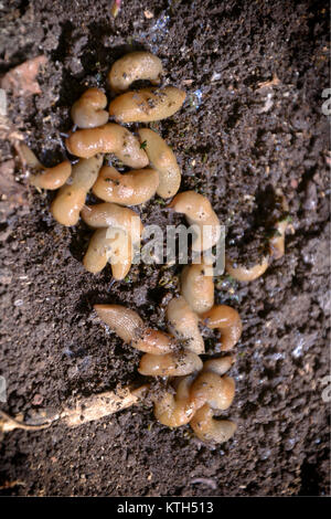 Gruppe von Schnecken essen im Garten unter einem Baumstumpf. Invasion ...