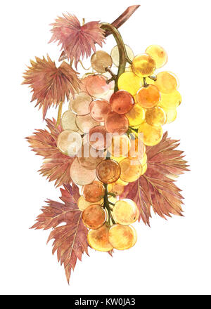 Aquarell Abbildung der Trauben. Hand watercolor Illustration gezeichnet ...