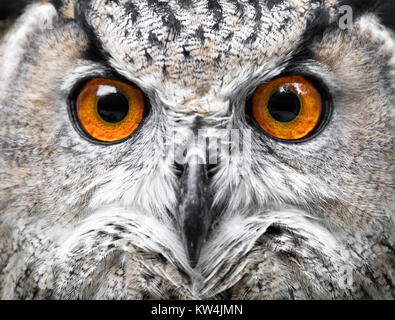 EULE KOPF AUGEN GESICHT SCHNABEL VOGEL RAPTOR ZWEI STARE STARRTE ...