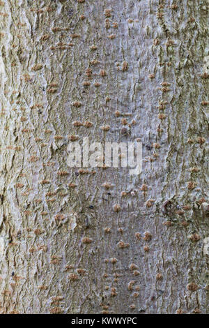 Feld-Ahorn, Feldahorn, Rinde, Borke, Stamm, Baumstamm, Ahorn, Acer ...