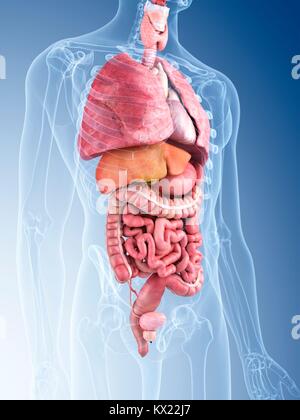 Menschliche innere Organe Anatomie Stockfotografie - Alamy