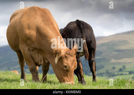 Limousin Kuh mit Kalb trinken Milch aus dem Euter. Cumbria ...