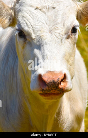 Weißer Stier Kuh in der Nähe in einem verschwommenen Bereich der hohen ...