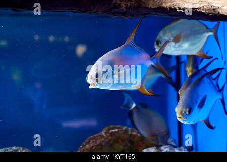 Pompano. Silber Fisch mit langen gelben flossen in Marine aquarium ...