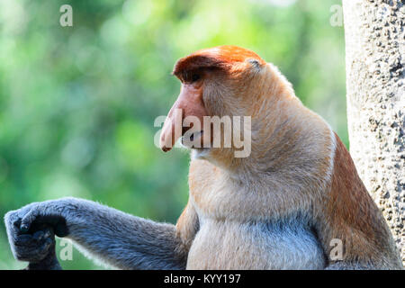 Portrait der männlichen Nasenaffen, Nasalis larvatus, gähnen mit großen ...