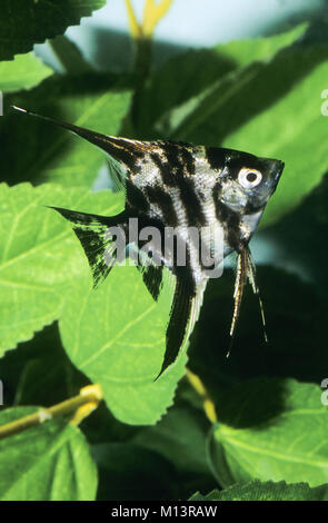 Skalar, Skalar, Segelflosser, Zuchtform, Skalare, Auchen scalare ...