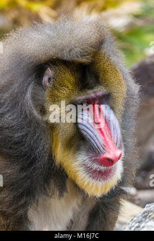 Bunte Gesicht eines Affen Mandrill (Mandrillus Sphinx), Kopf drehte ...