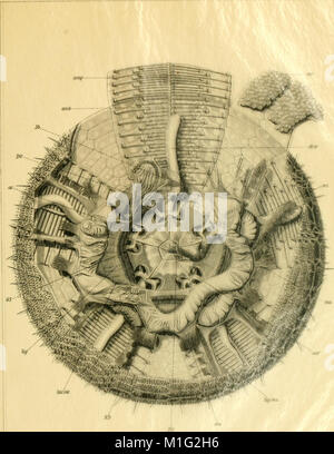 Anatomie der Echinothuriden* (1906) ist eine wissenschaftliche Arbeit ...