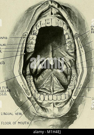 Dieses Lehrbuch zur klinischen Anatomie von 1907 bietet detaillierte ...