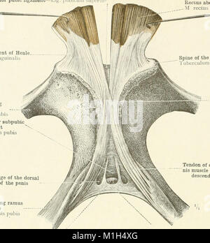 . Ein Atlas der menschlichen Anatomie für Studenten und Ärzte. Anatomie ...