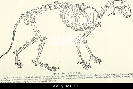 Anatomie der Katze (1991 Stockfotografie - Alamy