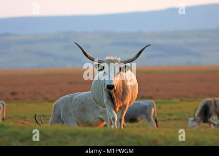 Ungarische steppe Rinder, Ungarische Steppenrinder Bos primi Genius ...