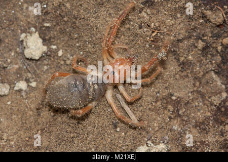 Solifugae ist ein Auftrag der Tiere in der Klasse Spinnen ...
