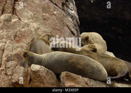 Seelöwen an der Ballestas Inseln, Paracas Peru Stockfotografie - Alamy