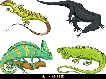 Chameleon Eidechse, grüner Leguan, Komodo Dragon Monitor, Amerikanische ...