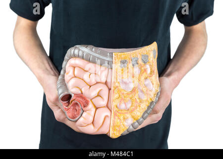 Menschlichen Darm Modell mit allen Organen Stockfotografie - Alamy