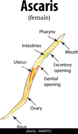 Abbildung: eine Infektion der Ascaris lumbricoides parasitischen ...