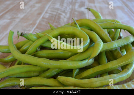 Frisch Vicia faba oder dicke Bohnen, auch als Fava bean, Ackerbohne ...