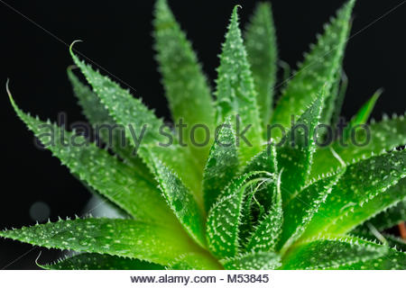 Fleischige Stachelige Pflanze