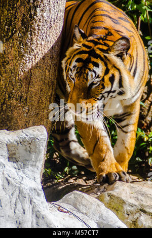 Indochinesischen Tiger (Panthera tigris tigris), ein Tiger Bevölkerung ...