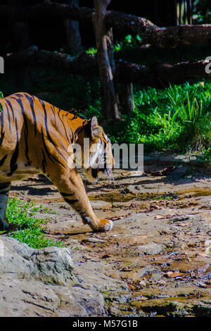 Indochinesischen Tiger (Panthera tigris tigris), ein Tiger Bevölkerung ...