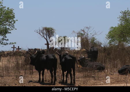 Tiere im Dorf. Zebu Tier ist eines der Symbole von Madagaskar. Es ist ...