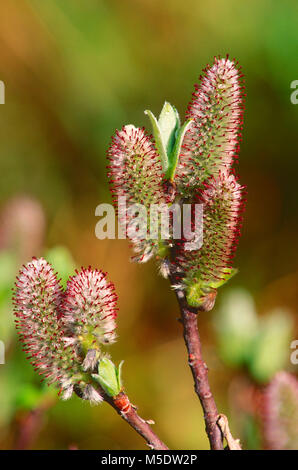 Salix arctica - arktische Weide - winzige kriechende Weidenfamilie ...