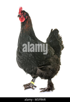 Marans Huhn vor weißem Hintergrund Stockfotografie - Alamy