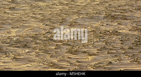 Wind Spuren bilden kleine Hügel hinter Steinen und Shell Scherben am ...
