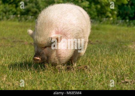 Sehr fett Vietnamese pot bellied Pig Stockfotografie - Alamy
