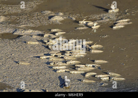 Schwärme von Schlamm Fisch am Meer Stockfotografie - Alamy
