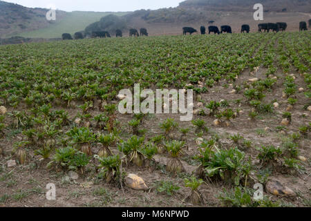 Mangelwurzel oder Mangold Wurzel, auch genannt Mangold, Mangold ...
