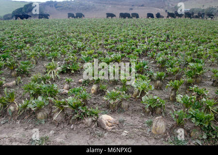 Mangelwurzel oder Mangold Wurzel, auch genannt Mangold, Mangold ...
