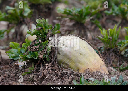 Mangelwurzel oder Mangold Wurzel, auch genannt Mangold, Mangold ...