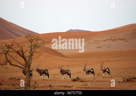 Gemsbok oder Orix-Anthelope in der Nähe der roten Dünen im Sossusvlei ...