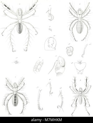 Anatomie, Physiologie et histoire naturelle des galéodes, Paris, impr ...