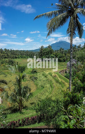 Im Belimbing sind Bali, Indonesien, Reis-Terrassen für den Anbau einer ...
