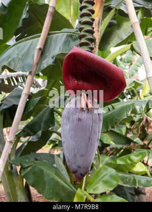 Blühende rote Bananenpflanze, zeigt Bananenblüte. Palmetum, botanischer ...